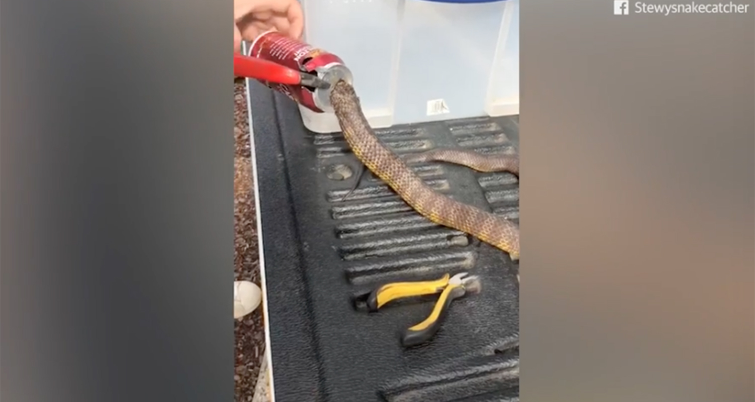 Victorian snake catcher films rescue of tiger snake from can of Carlton ...