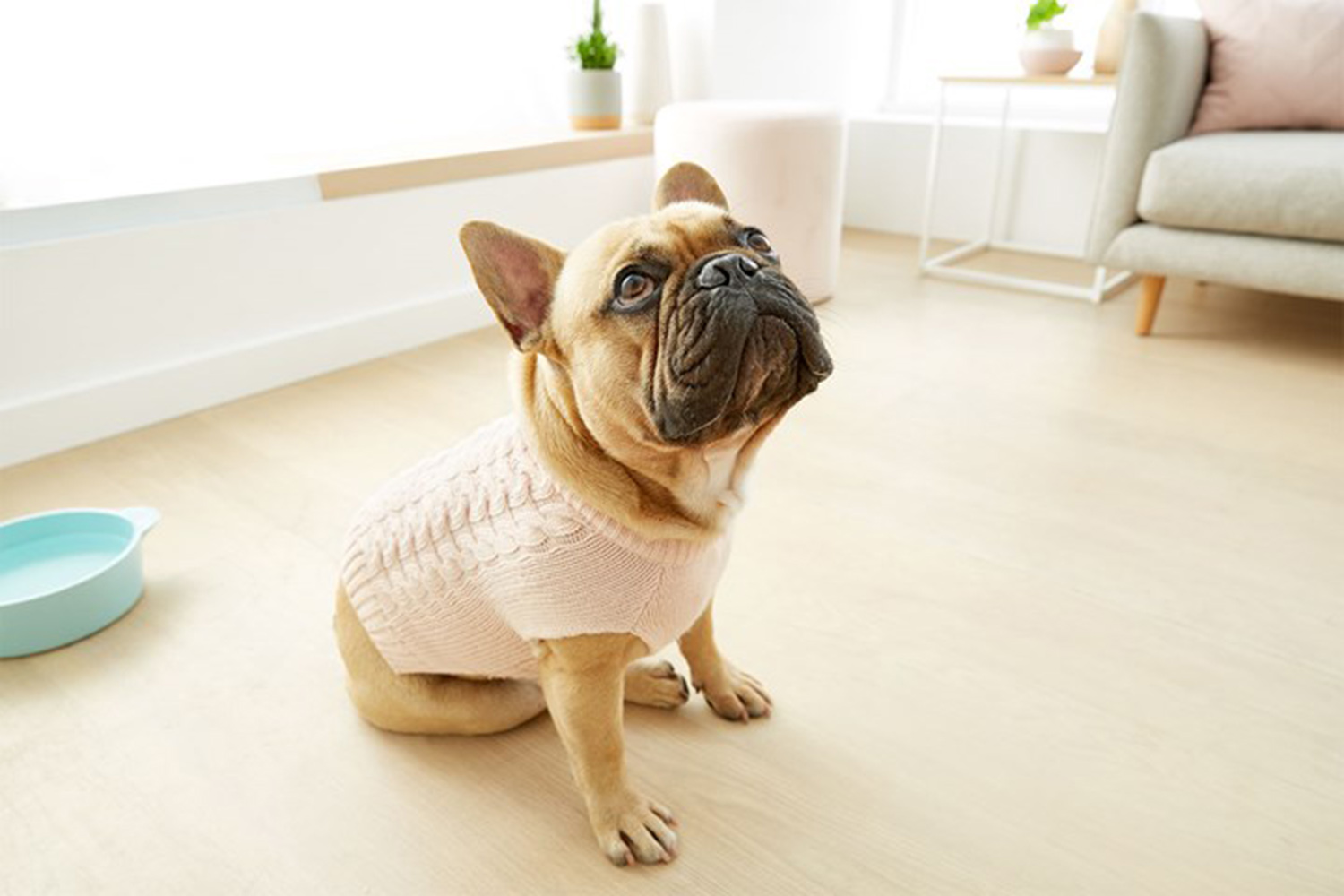 Kmart release pet winter range for 2018 | that's life!