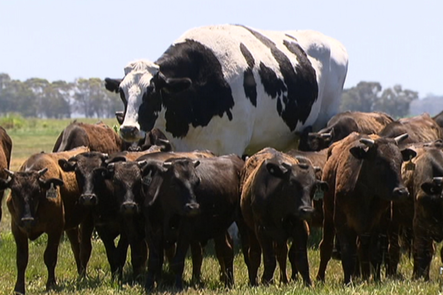 Knickers Australia's biggest cow so fat he was saved from the abattoir ...