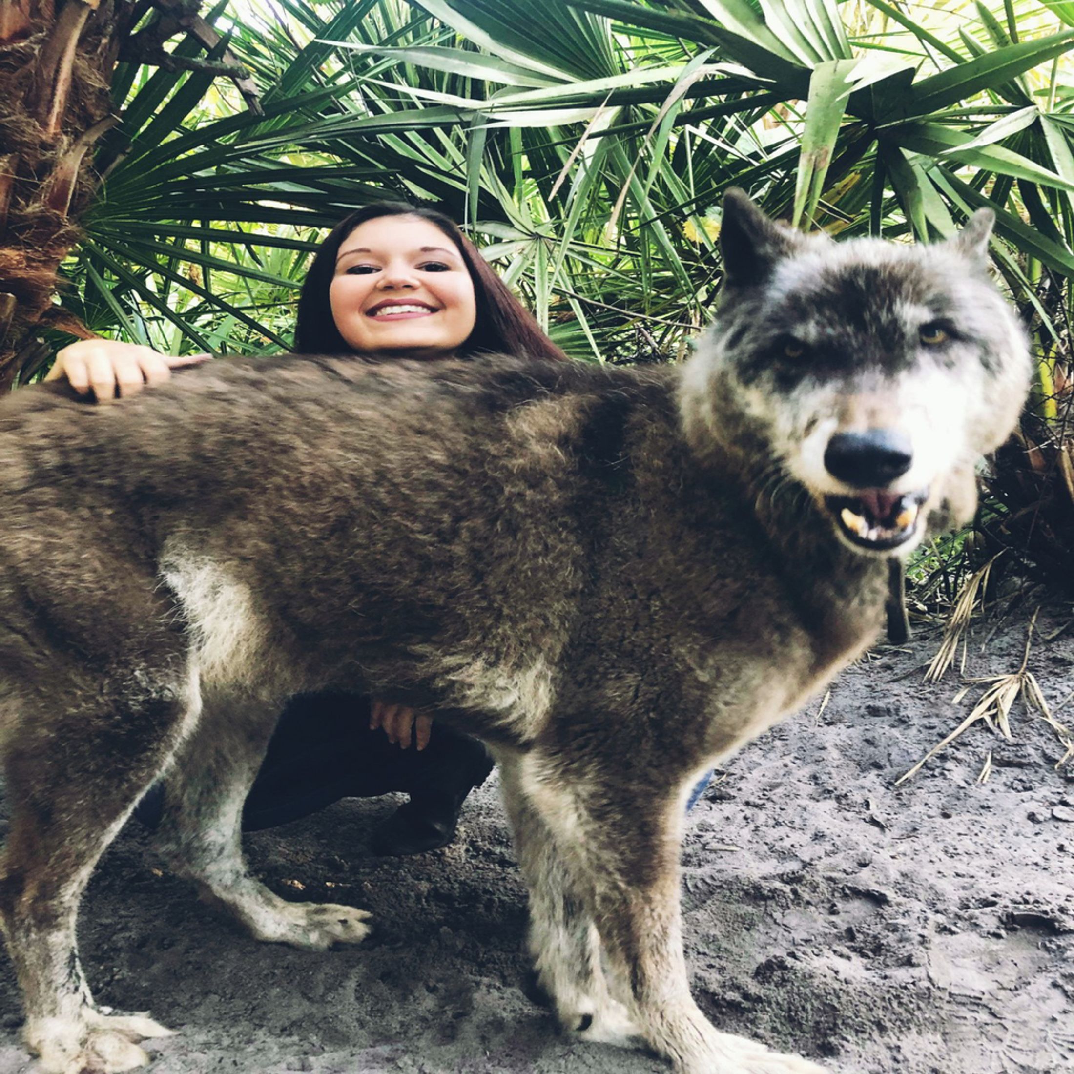 Weighing in at 54kilos Yuki the giant wolf dog has became an instant ...