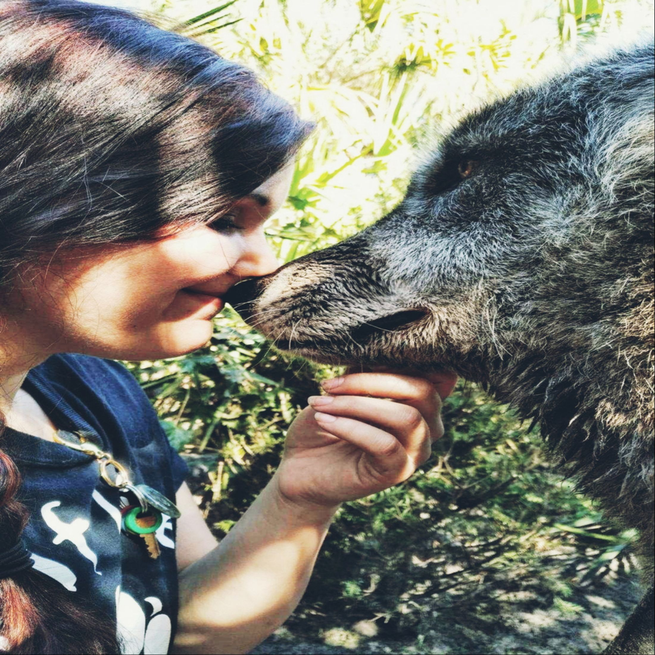 Weighing in at 54kilos Yuki the giant wolf dog has became an instant ...