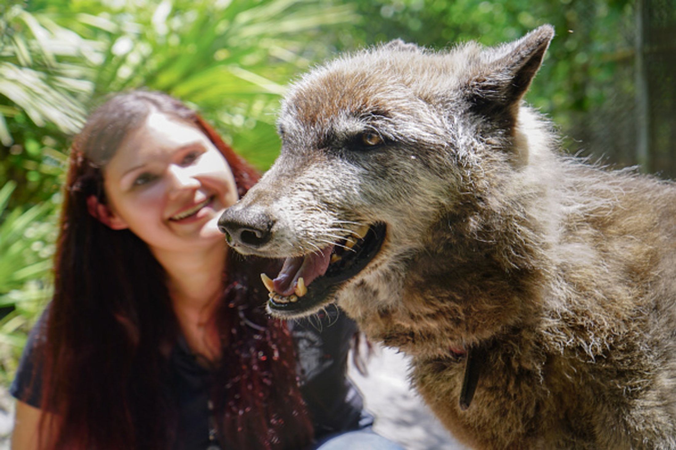 Weighing in at 54kilos Yuki the giant wolf dog has became an instant ...