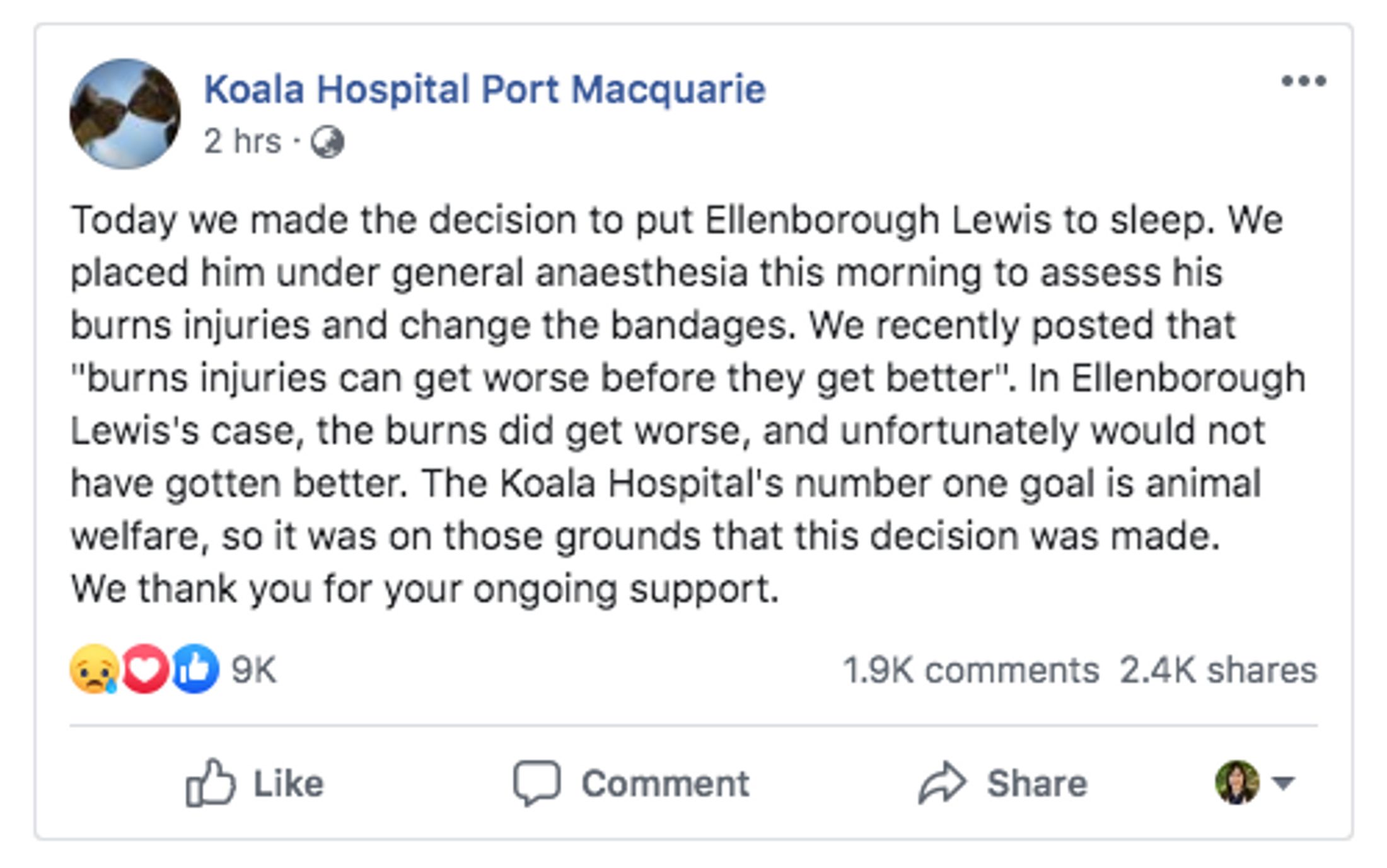 Lewis the koala burnt in bushfires dies from injuries after his rescue ...