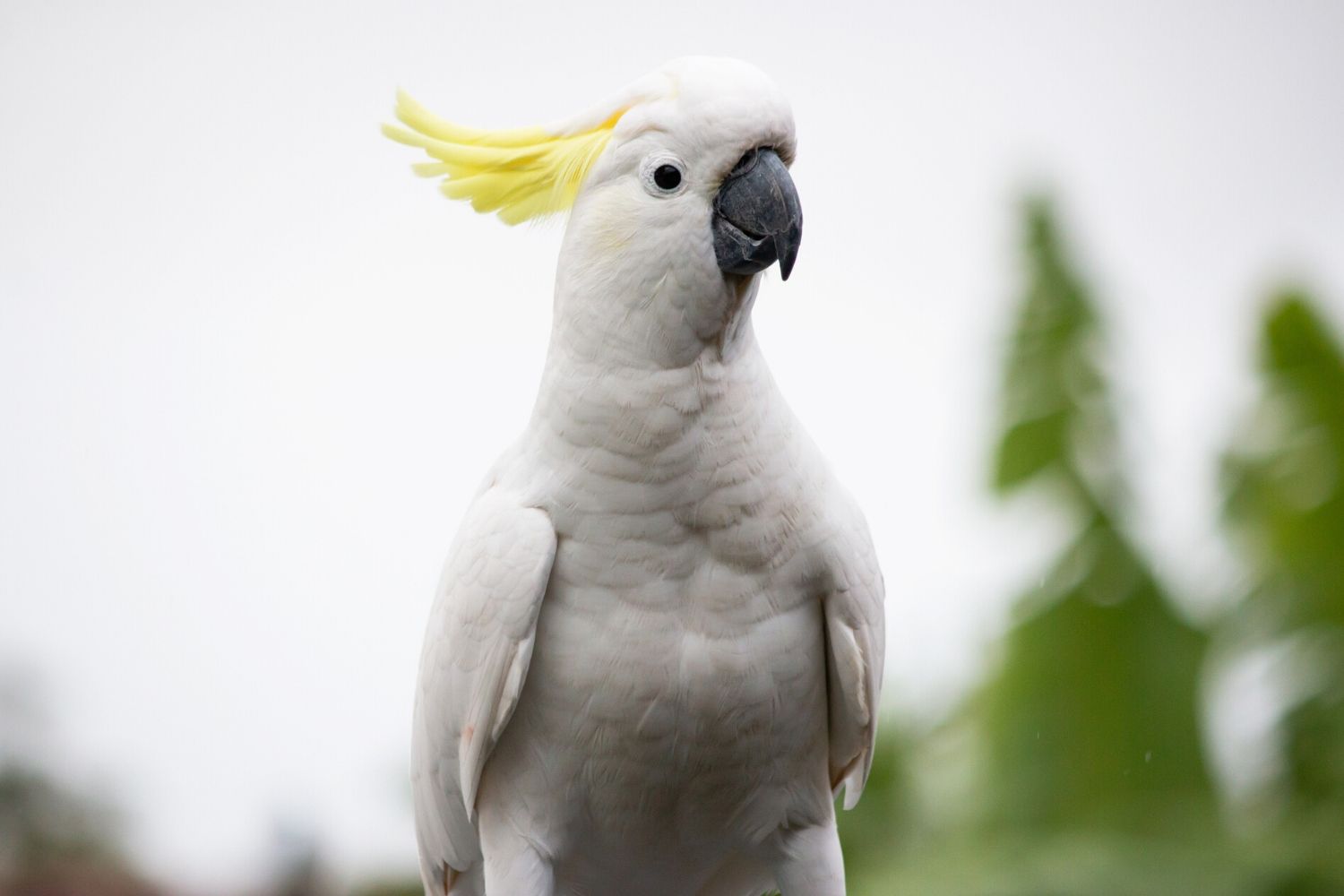 BUSTED BY A BIRD: How a courageous pet COCKATOO solved a murder | that ...
