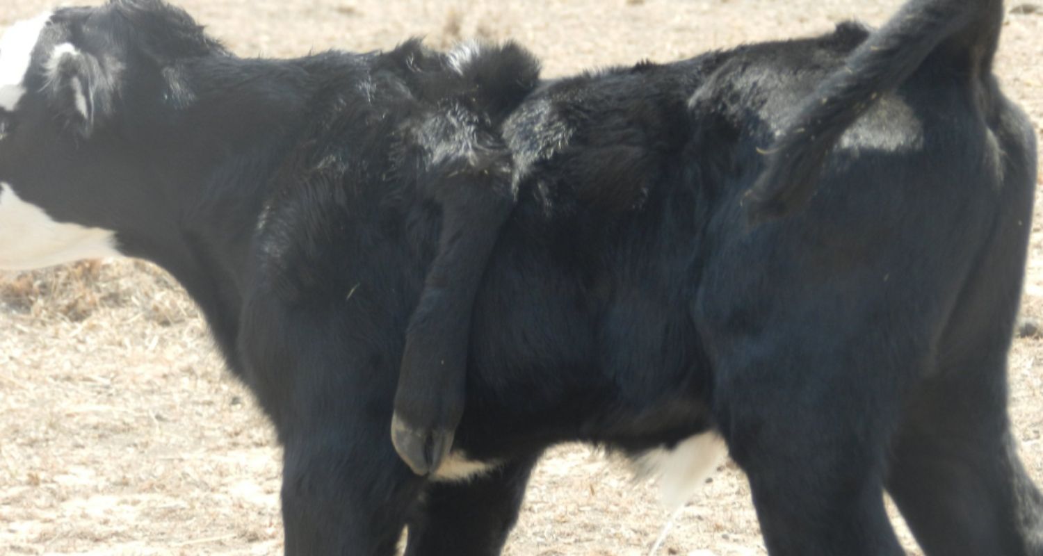Cow born with five legs in NSW on drought hit farm | that's life!