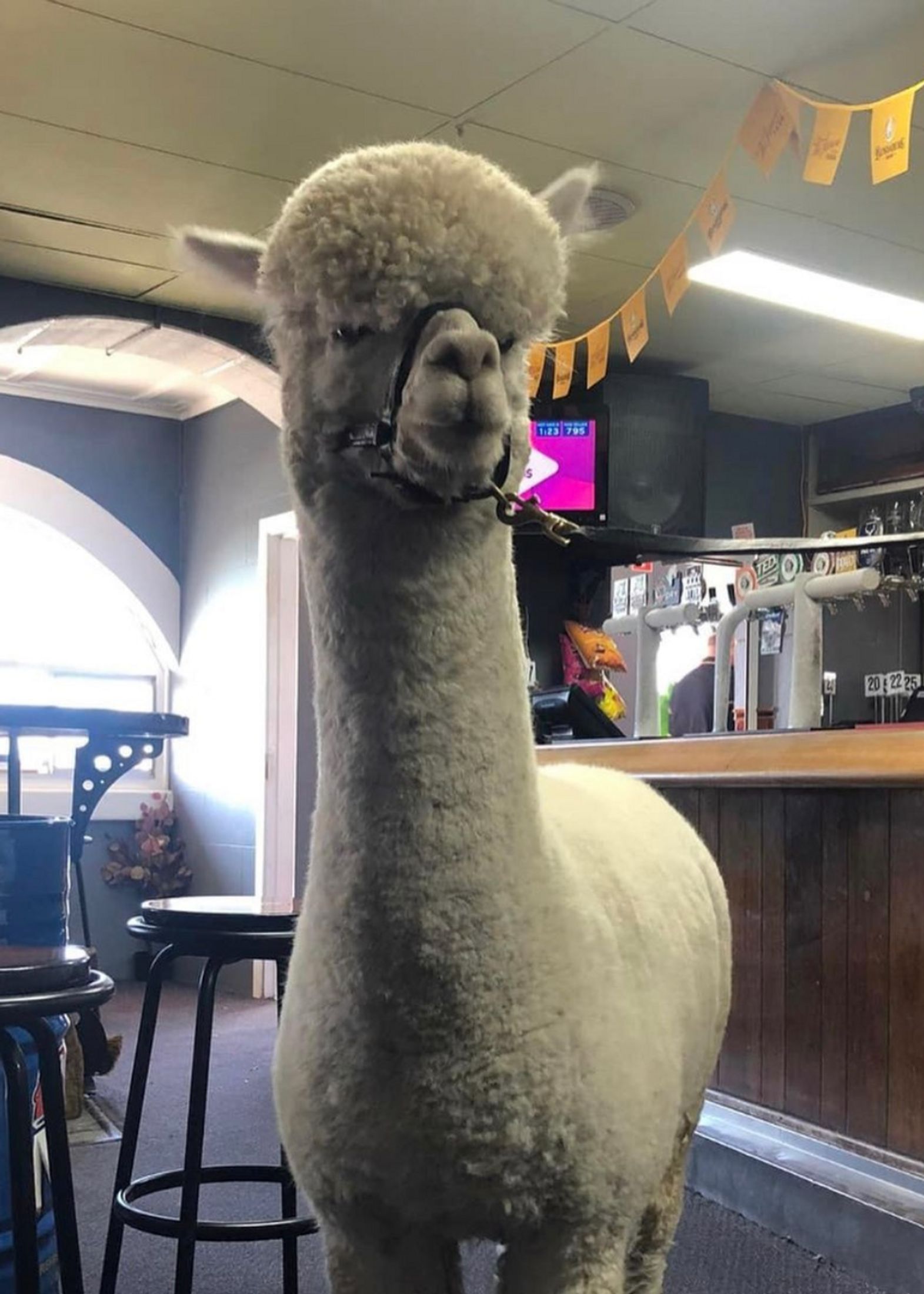 Robert Fletcher's alpaca Hephner loves a drink down at the local pub ...