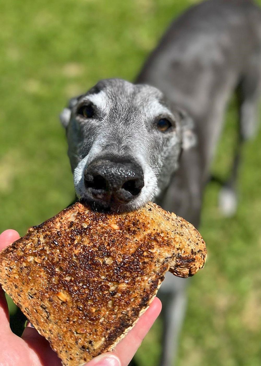 Greyhound Blue's death devastated people around the world but he left ...