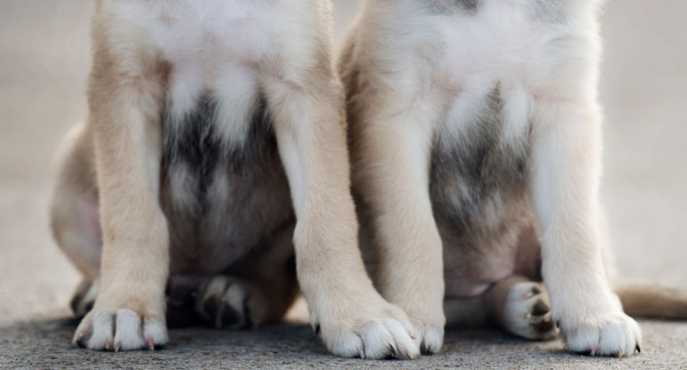 Meet the world's first identical twin puppies | that's life!