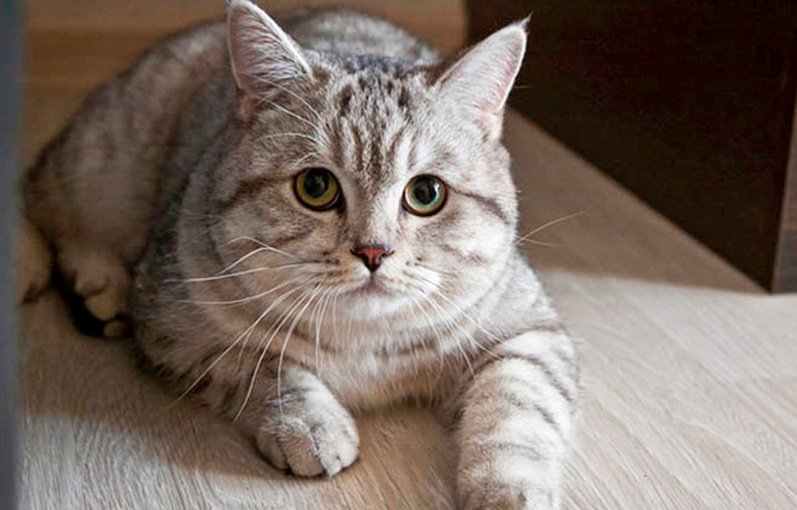Cat with psychic powers sells for over $110,000 | that's life!
