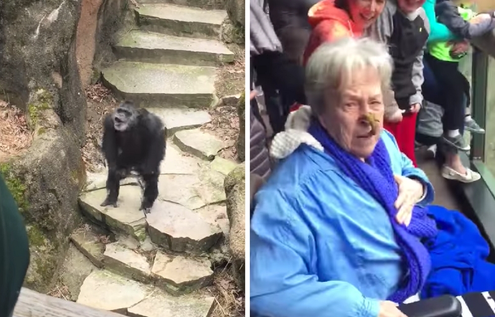 Grandma cops a faceful after furious chimp flings poo into crowd | that ...